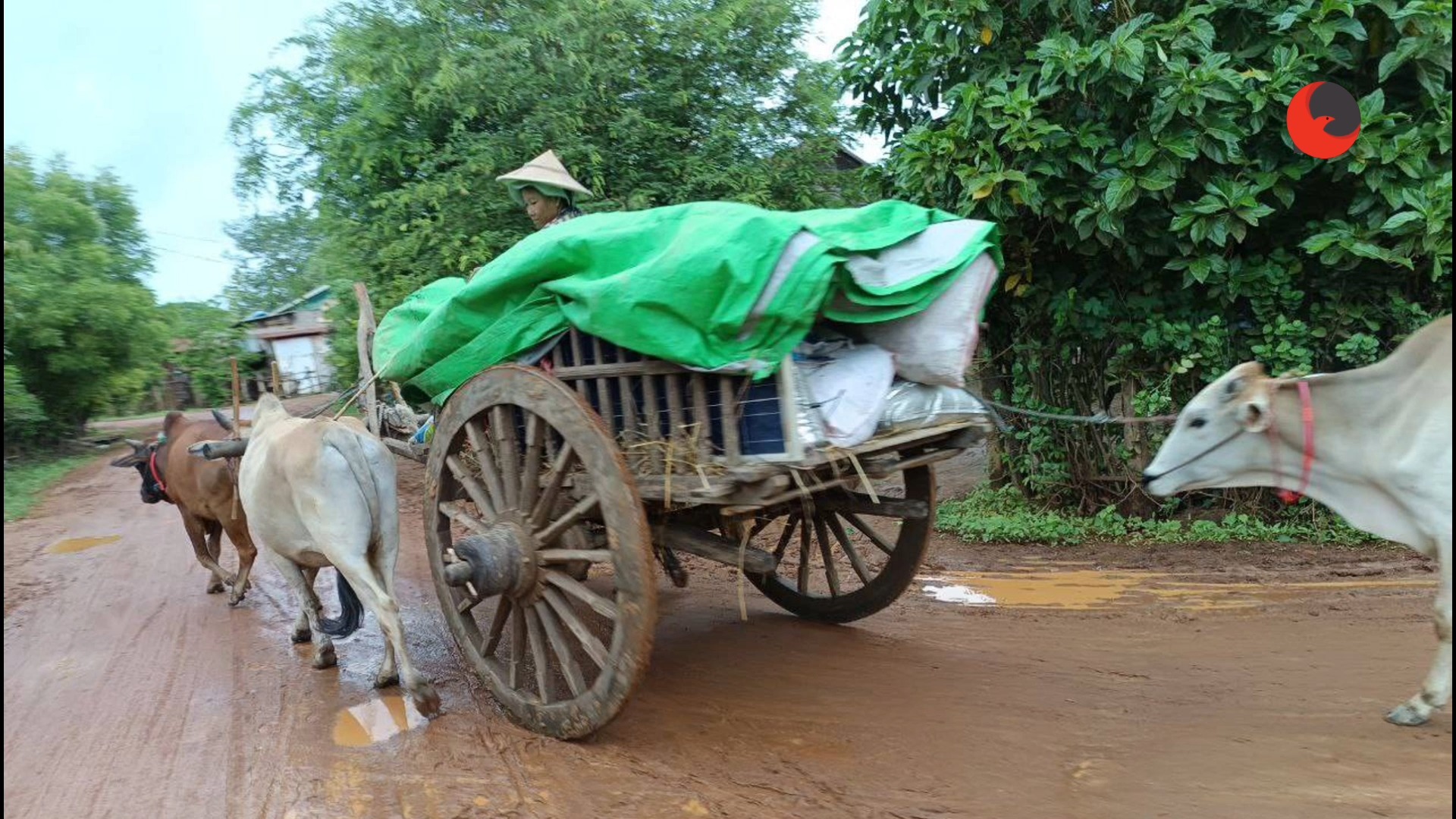 ပေါက်ခေါင်းမှာ စစ်ကောင်စီ ၂ ရက်ဆက်မီးရှို့ မိုးရေထဲစစ်ရှောင်တွေတိုးလာ ရုပ်သံ ဒို့ပြည် Doh Pyay